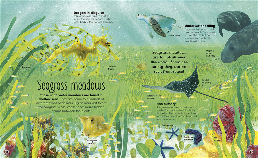 Earth’s Incredible Oceans，了不起的地球海洋 - 善本文化产业（广州）有限公司